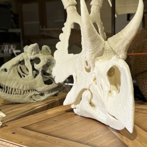3D printed Diabloceratops eatoni skull • made with Creality K1 and K2・Cults