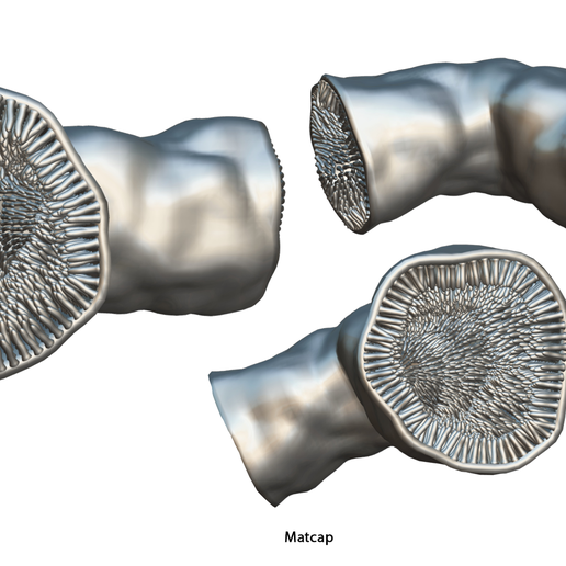 🎒 Intestinal Microvilli Anatomy・ 3D File for ・Cults