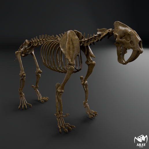 💀 Smilodon populator - sabertooth skeleton 3D print model・ 3D File for ...