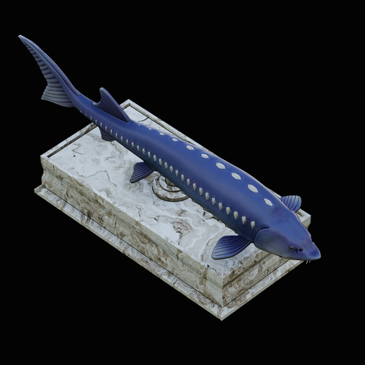 🐠 fish sturgeon / huso huso / vyza / Acipenseridae with storage space ...