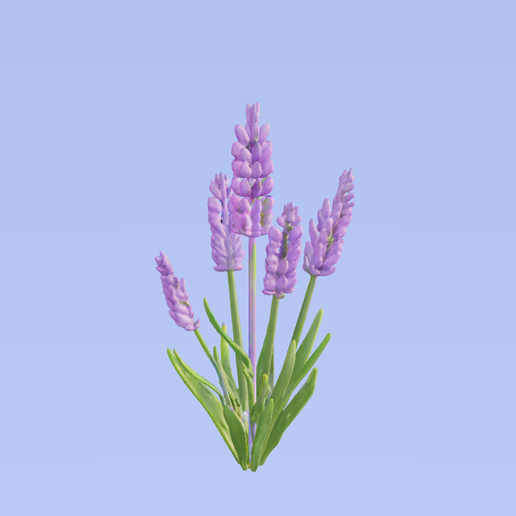💐 Lavender・ STL File for 3D printing・Cults