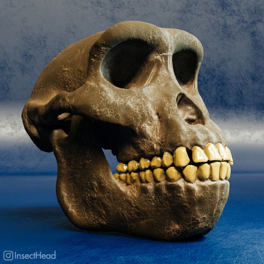 💀 Sahelanthropus tchadensis skull reconstruction・Archivo STL para ...