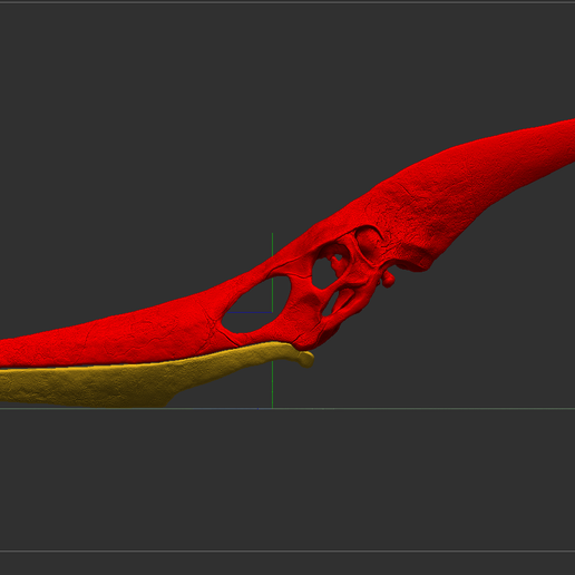 pteranodon skull 3d