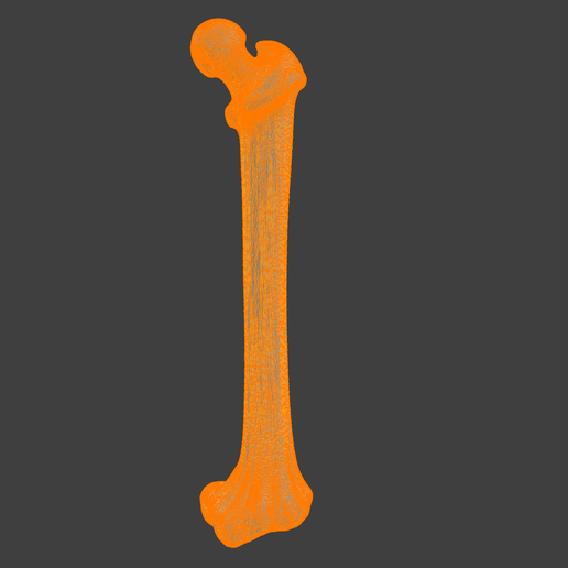 🦴 3D Femur Bone Model・ STL File for 3D printing・Cults