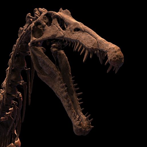 💀 SPINOSAURUS SKELETON V2 COMPLETE・ 3D File for 3D printing・Cults