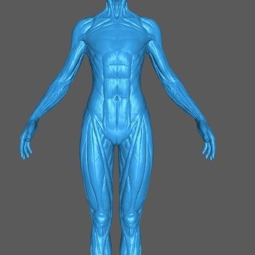 ♀️ Female Ecorche anatomy model・Free STL File for ・Cults
