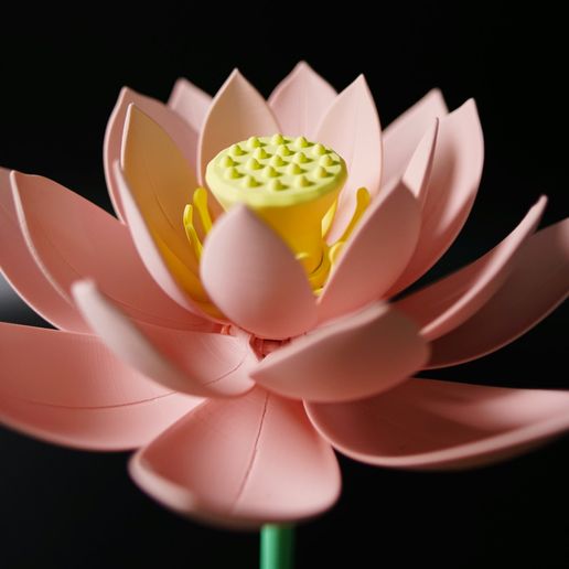 🪷 Lotus blossoms flourish・ 3D File for 3D printing・Cults