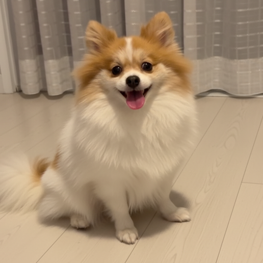 🪞 Pomeranian Spitz Fofo・ STL File for 3D printing・Cults