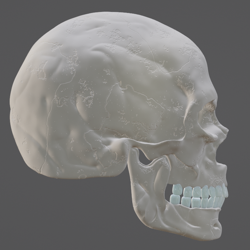 💀 SKULL・ STL File for 3D printing・Cults