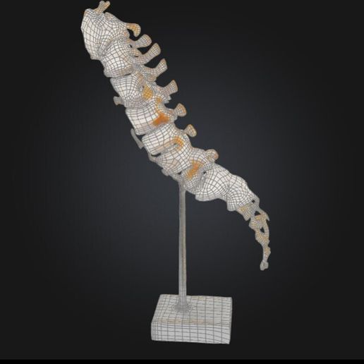 Archivo STL 3D Model of Lumbar Vertebral Column with Sacrum and Spinal ...