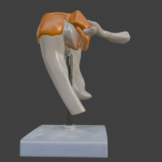 STL file 3D Model of Human Shoulder Joint on Stand 💊 (OBJ)・3D printable ...