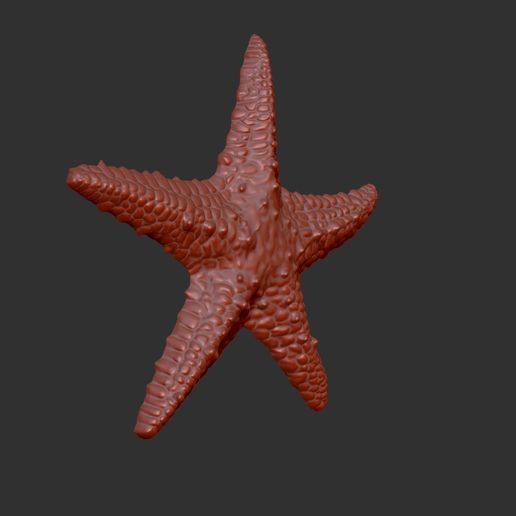 📁 Starfish 3d relief .stl file・ STL File for 3D printing and CNC ...