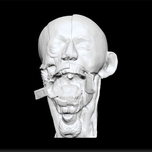 ⚕️ head and neck anatomy for dentistry - medical・ STL File for 3D ...