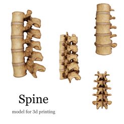Spine best STL files for 3D printing・151 models to download・Cults