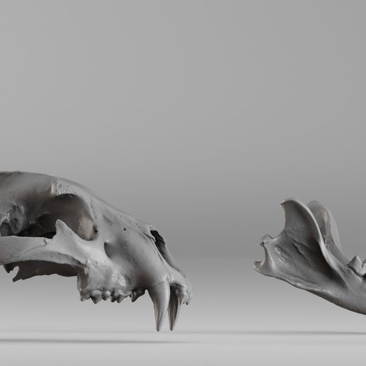 🦁 001602 Lion Skull・ 3D File for 3D printing・Cults