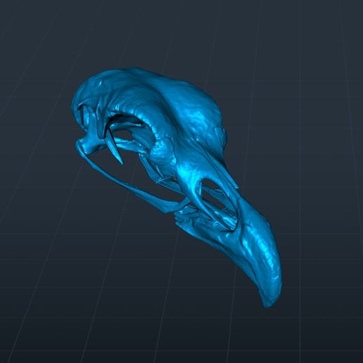 🦅 Hawk Skull 3D Scan・ STL File for 3D printing・Cults