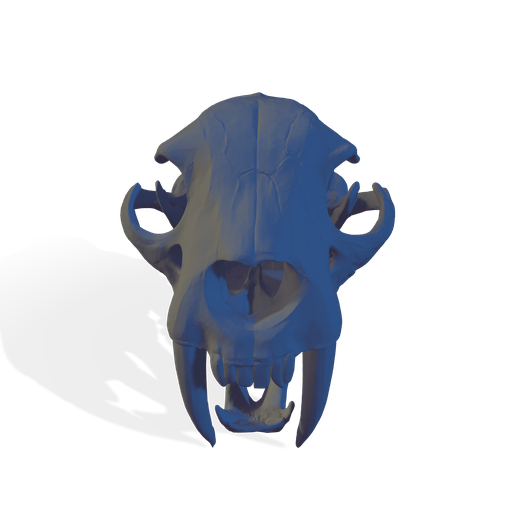 🐅 Sabertooth Tiger Skull・ OBJ File for 3D printing・Cults