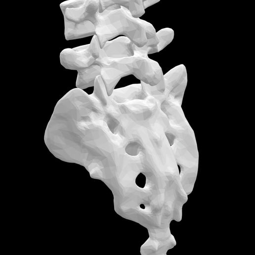 Archivo 3D Modelo anatómico completo de la columna vertebral de ...