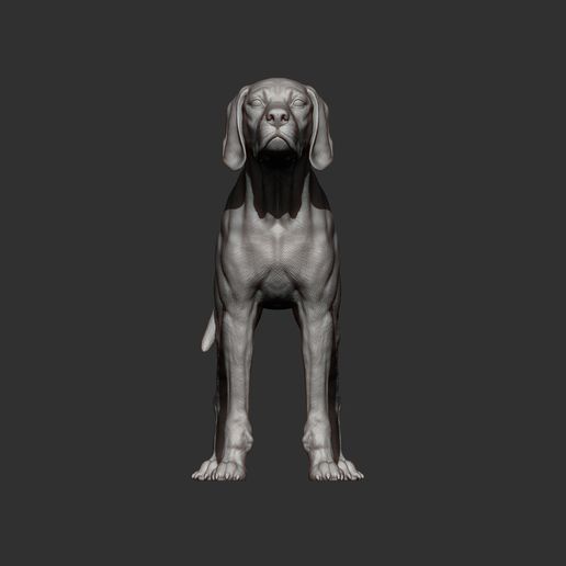 STL file English Pointer 3D print model 👤 (OBJ)・3D printing template to ...