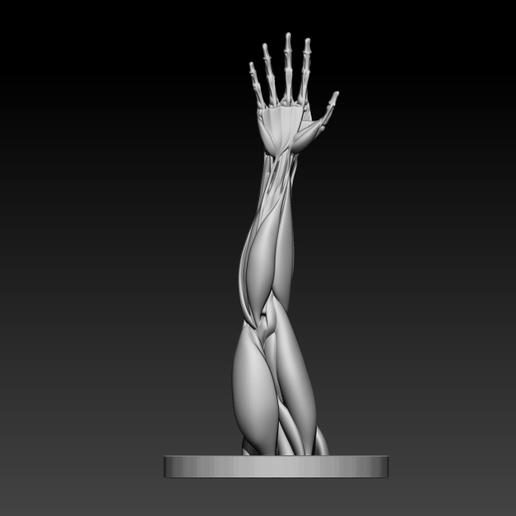 💪 Human Arm Anatomy (Male)・Free STL File for ・Cults