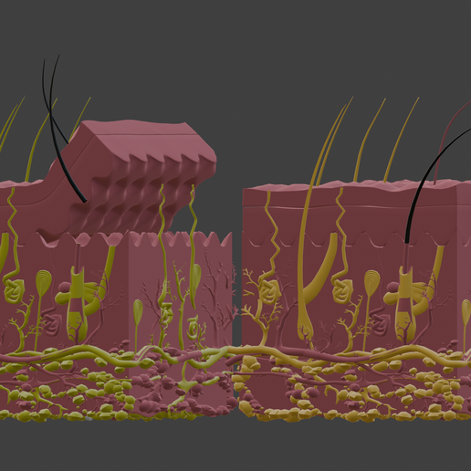 🩻 3D Model of Skin Anatomy・ STL File for 3D printing・Cults