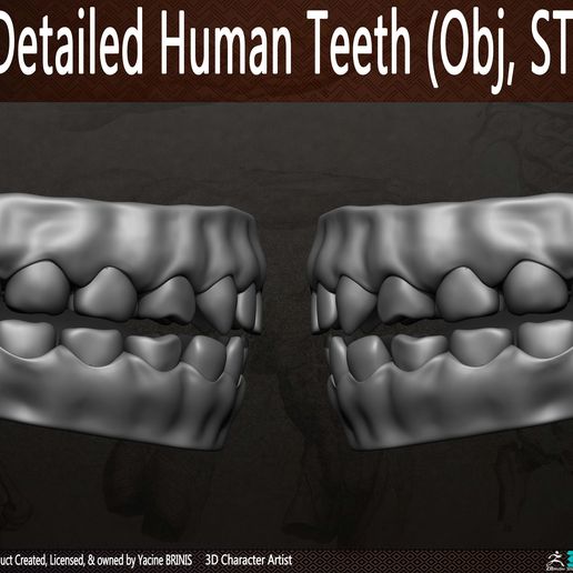 🧪 Highly Detailed Human Teeth・ 3D File for 3D printing・Cults