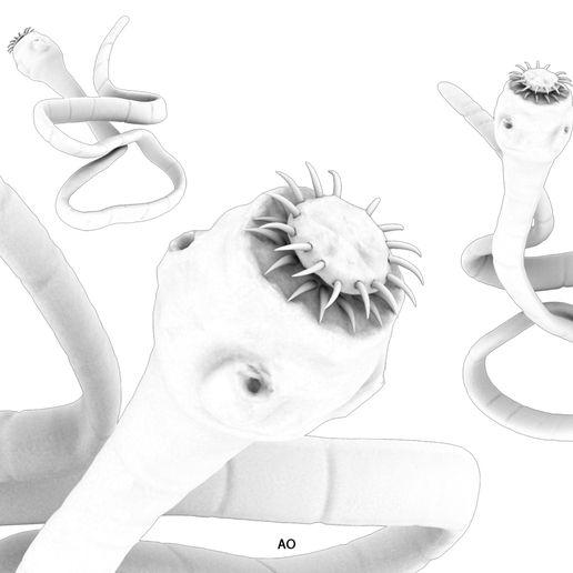 🎒 Taenia Saginata Tapeworm・ 3D File for ・Cults