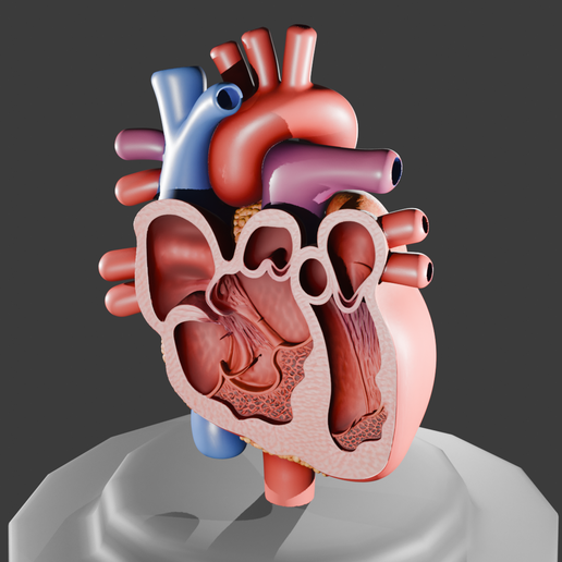 Anatomía Del Corazón En 3d Ilustración 3d Del Modelo De Corazón: