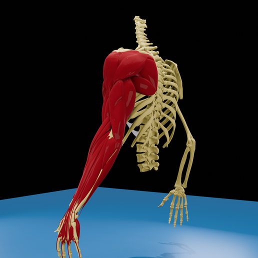 💀 Human Skeleton with Muscle Arm 3D Model・ STL File for 3D printing・Cults