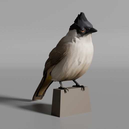 🐉 Sooty-headed Bulbul (Burung Kutilang)・ STL File for 3D printing・Cults