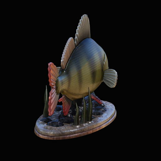 STL file fish perch / Perca fluviatilis statue underwater detailed ...