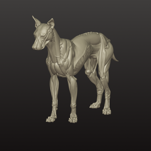 🫀 Anatomical Muscle Dog・ OBJ File for 3D printing・Cults