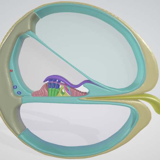 👂 COCHLEA INNER EAR ORGAN OF CORTI CROSS SECTION ANATOMY・Archivo STL ...
