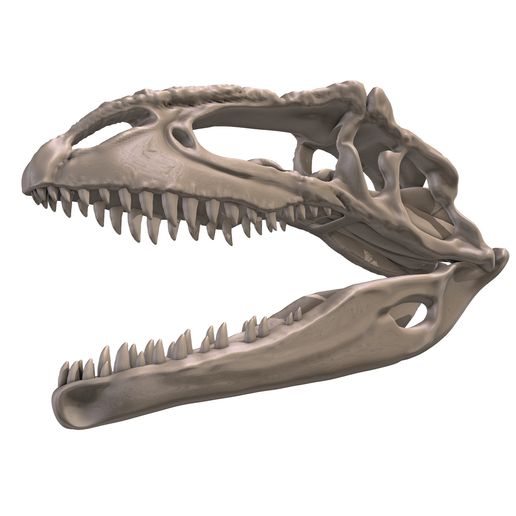 💀 Giganotosaurus skull・ STL File for 3D printing and CNC machining ...