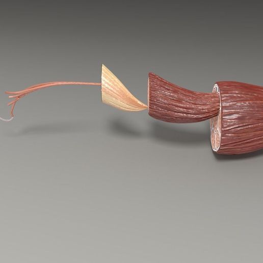 Muscle cross section 3D model・ 3D File for 3D printing・Cults