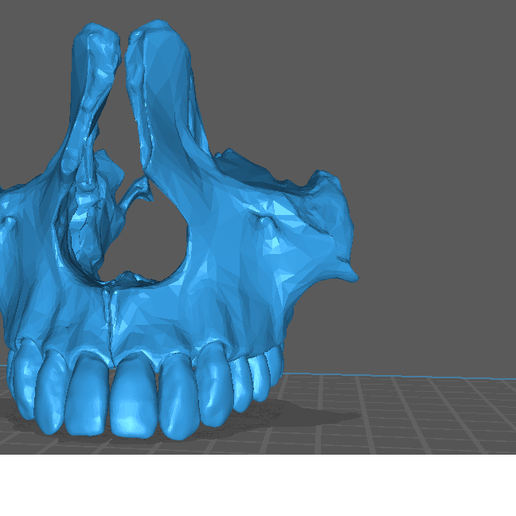 STL file Maxilla 🩻 ・Model to download and 3D print・Cults