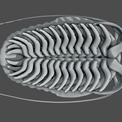 🐚 Trilobites・ STL File for 3D printing・Cults