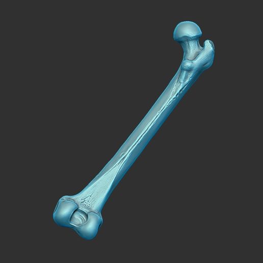 🦴 Femur Bone (Leg bone) high detail・Free STL File for 3D printing・Cults