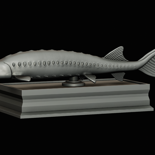 STL file fish sturgeon / huso huso / vyza / Acipenseridae with storage ...