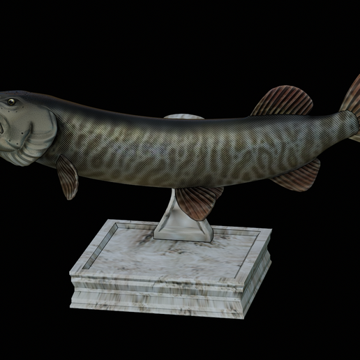 STL file fish pike muskellunge muskie / Esox masquinongy in motion 2 ...