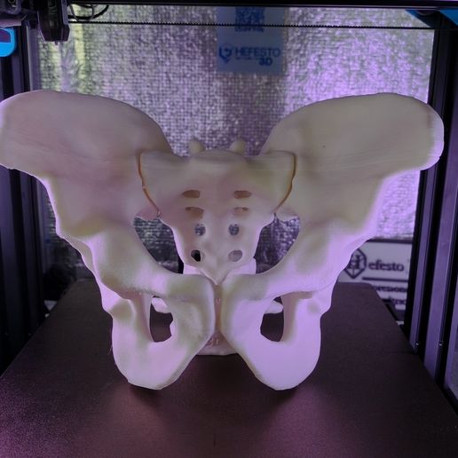 🫀 Anatomical Pelvis Mirror Model・ STL File for 3D printing・Cults