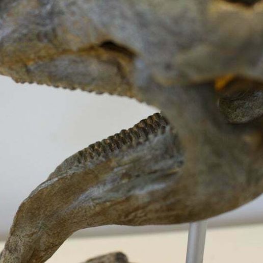 🦖 Dinosaur skull - Parasaurolophus・ STL File for 3D printing・Cults