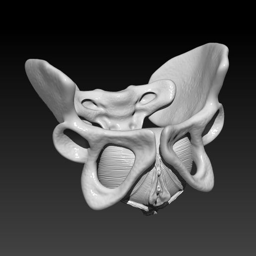 ♀️ Pelvis and female genital organ 3d pelvic bone・ STL File for 3D ...