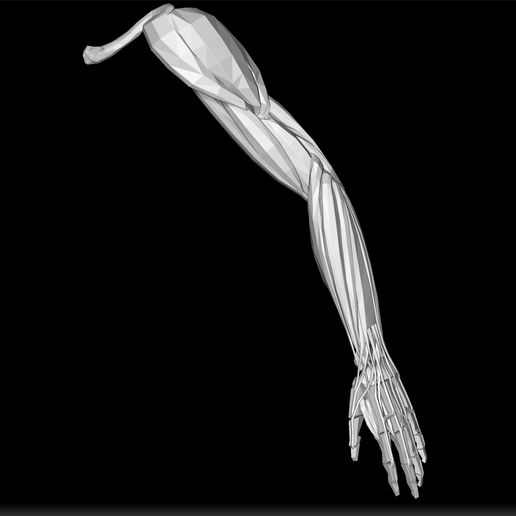 💪 Arm Anatomy Model - Human Arm STL - Anatomy 3D Print - Muscle ...
