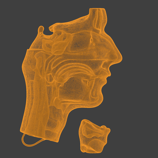 👃 3D Model of Cavities of Nose, Mouth and Throat・ STL File for 3D ...
