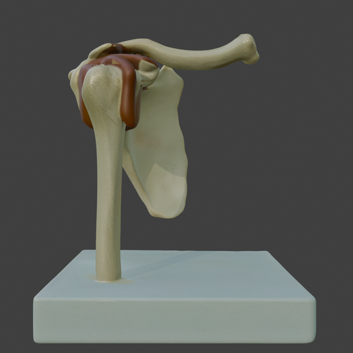 STL file 3D Joint Anatomy Model Set with Stand - 4 pack 💊 (OBJ)・3D ...