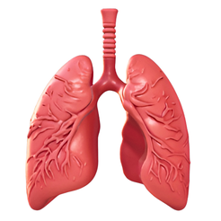 Lungs best 3D printing files・113 free models to download・Cults