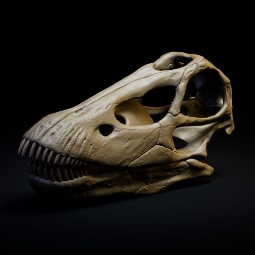 diplodocus skull