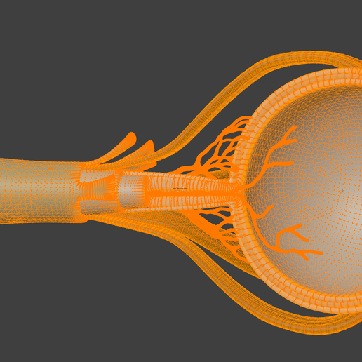 👁️ 3D Model of Human Eye Anatomy v2・ STL File for 3D printing・Cults