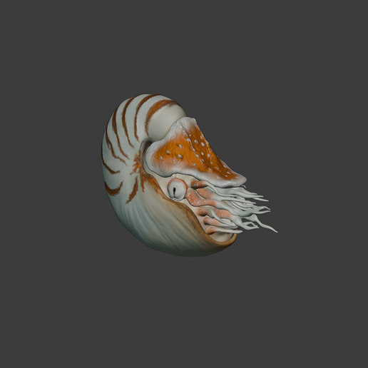 🎐 Nautilus・ STL File for 3D printing・Cults
